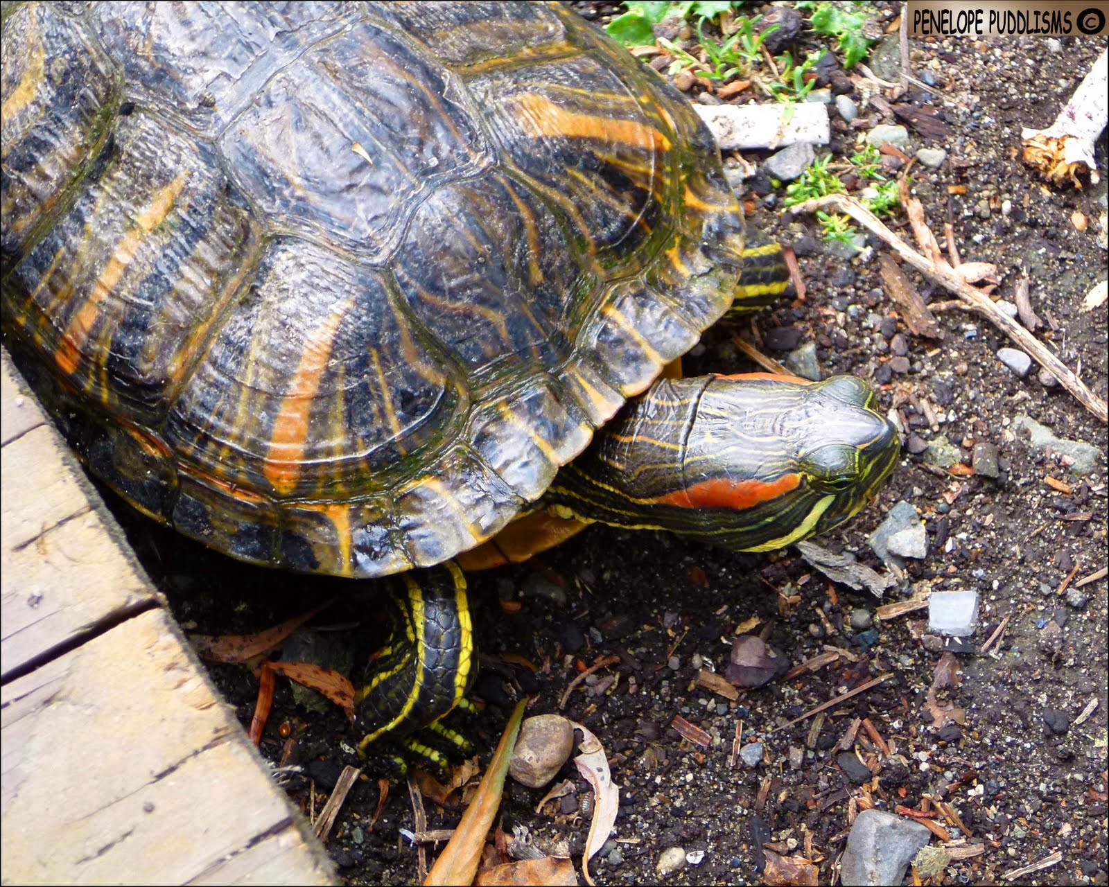 Musings of A Puddlist In B.C.: Do Turtles Have Toes?