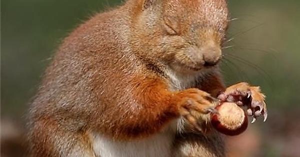 The Frolicking Gadfly: A Day in The Life of a Sightless Squirrel