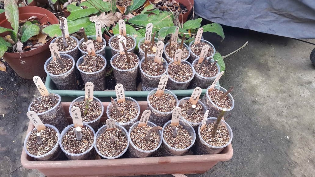 Jacot's Garden: Rooting fig cuttings