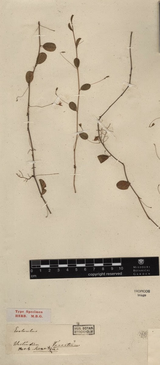 Flora de Puerto Rico Ilustrada Papo Vives: CONVOLVULACEAS EVOLVULUS ...