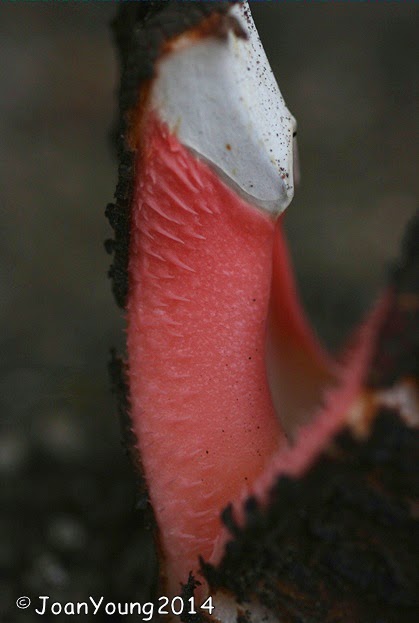 South African Photographs: Hydnora abyssinica