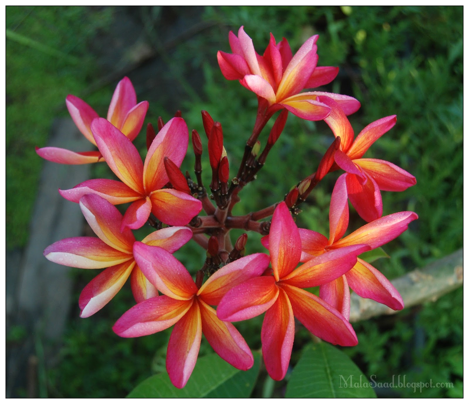 Jual Pokok Kemboja Frangipani / Plumeria Online | MHMA KEBUN BANDAR