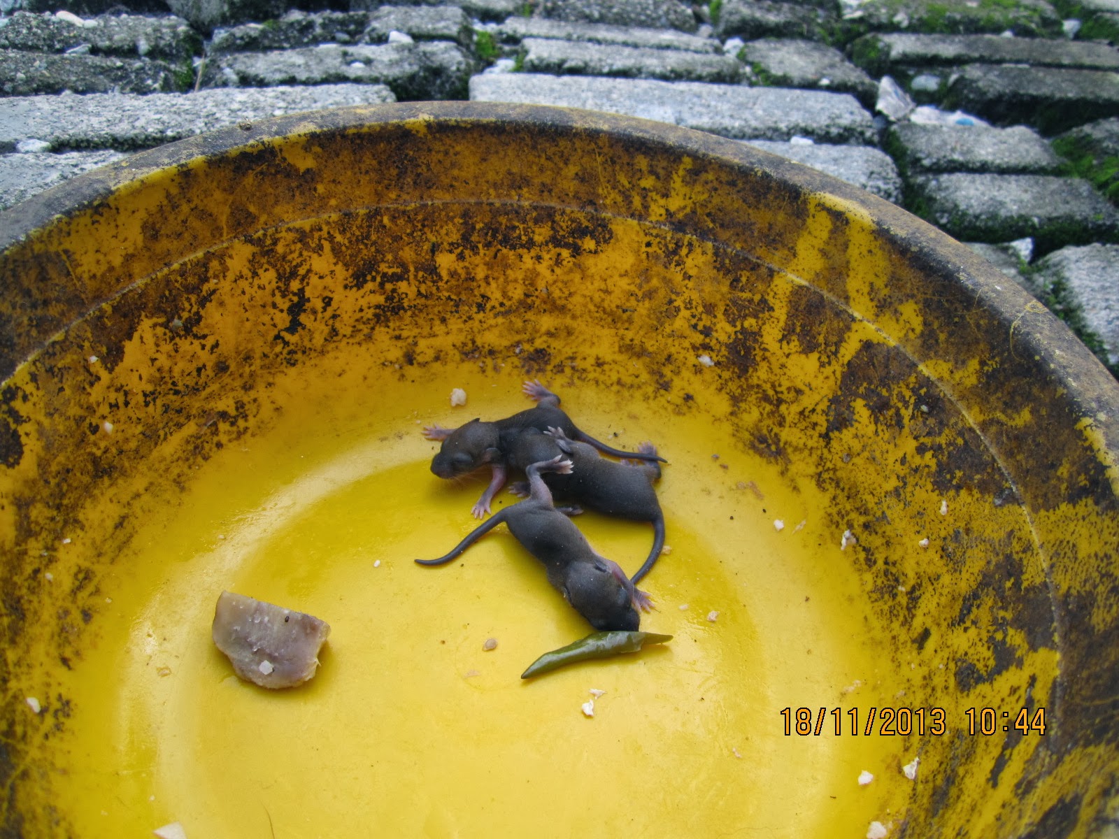 alwigoatfarm: ANAK TIKUS