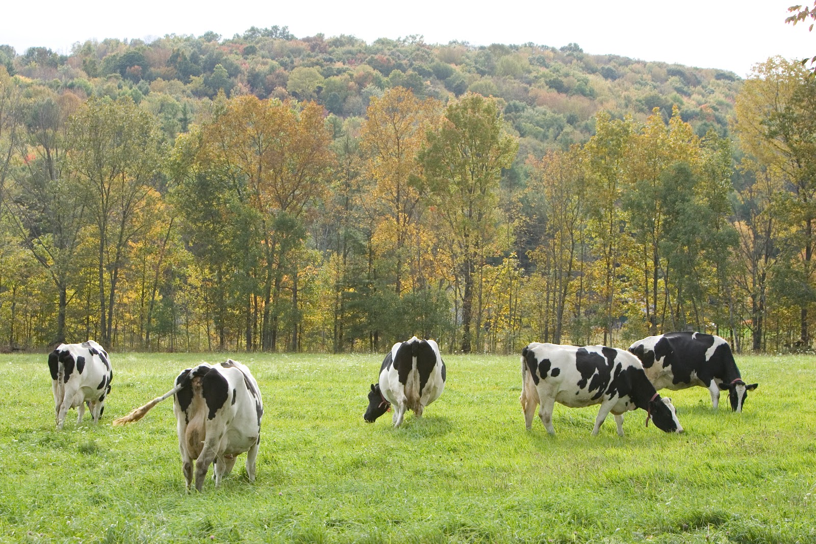 Tehachapi Pete: Local cows....