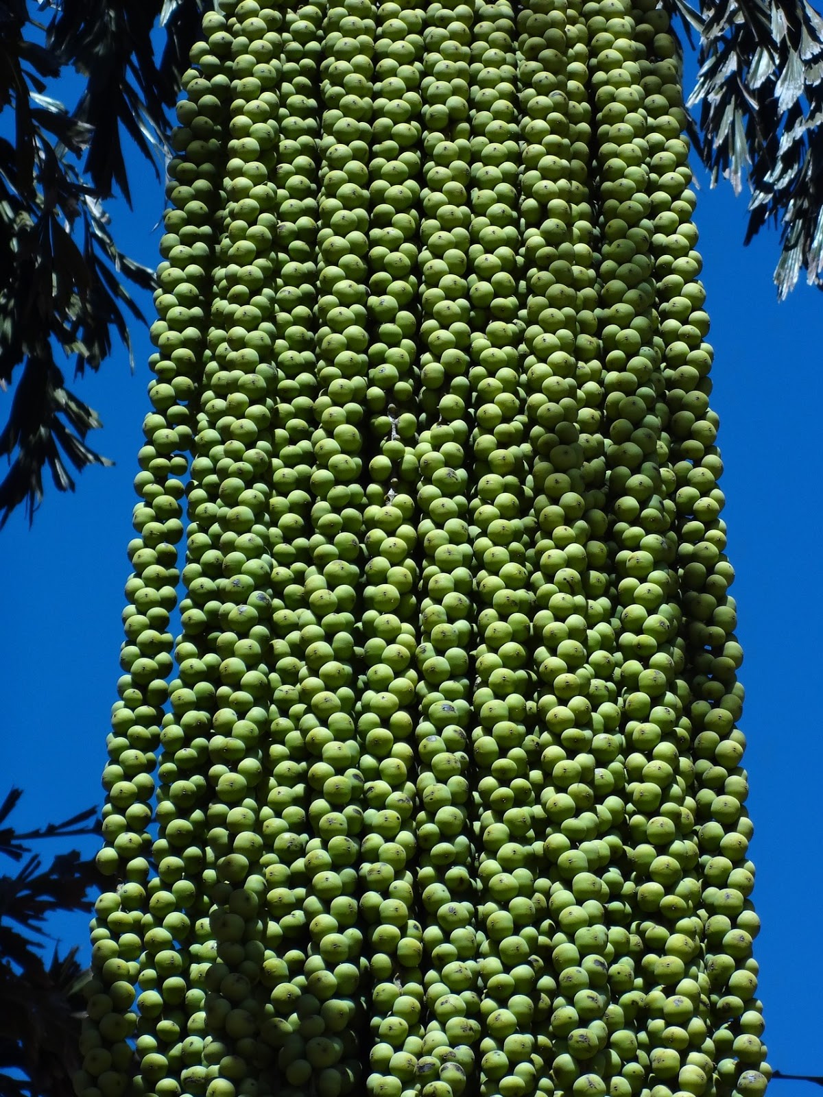 Try-out: A palm tree with dreadlocks.....