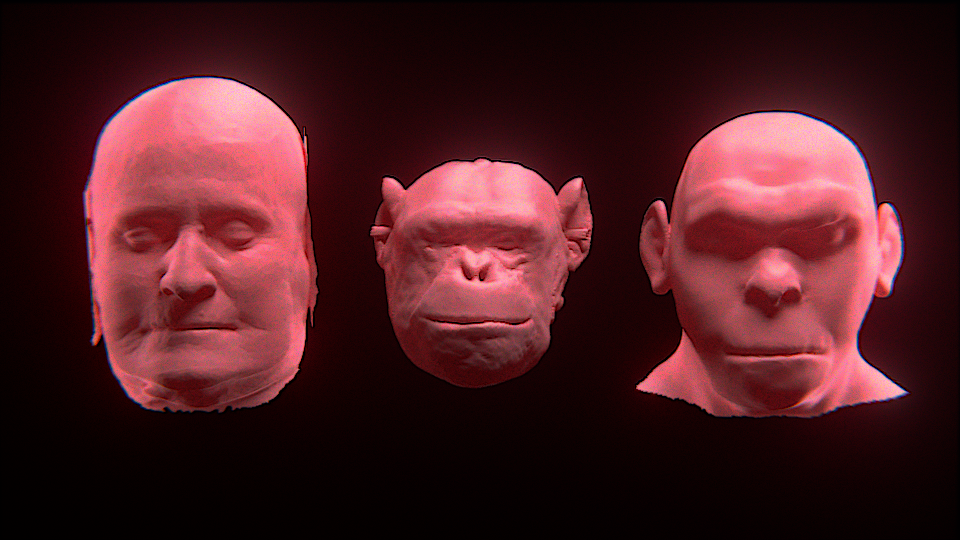 ATOR: Lattice deform 3D: Modern man + chimp = H. rhodesiensis