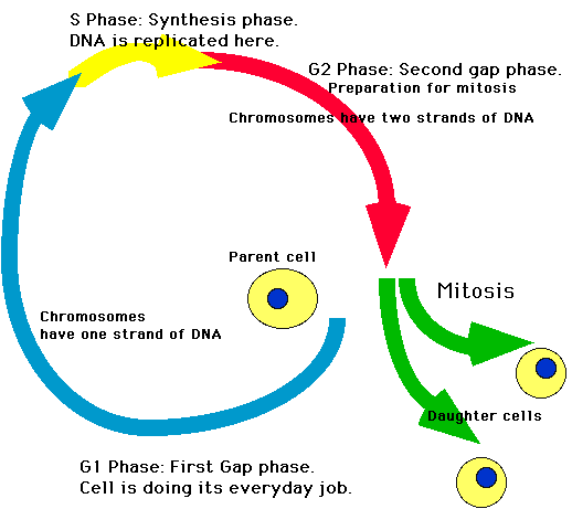 Digital immersion 9: Cell Cycle.