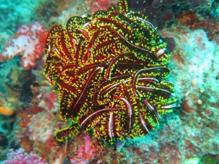 JENIS - JENIS LILI LAUT