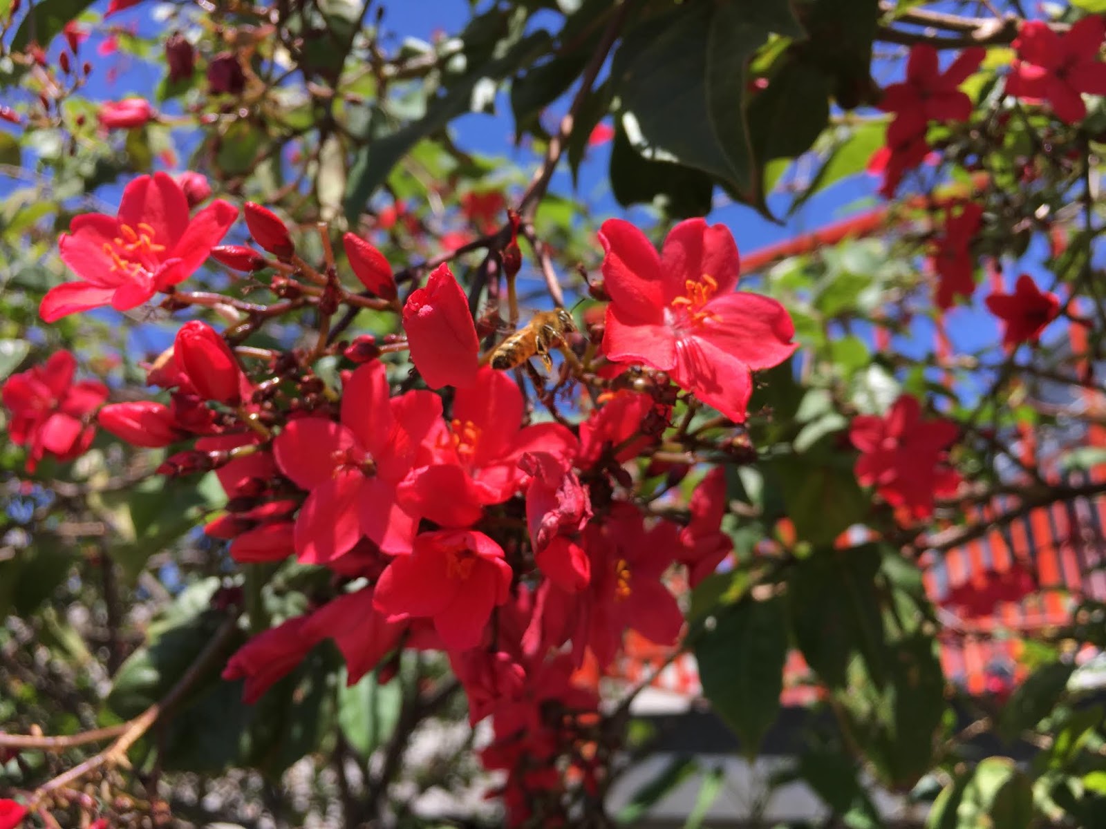 Jatropha integerrima (Peregrina)