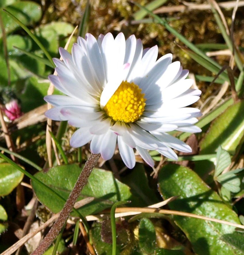 Mark's Veg Plot: Some "mundane" beauties