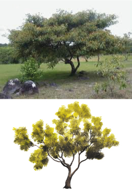 Nanche (Byrsonima crassifolia, (L) Rich.)