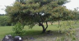 Nanche (Byrsonima crassifolia, (L) Rich.)