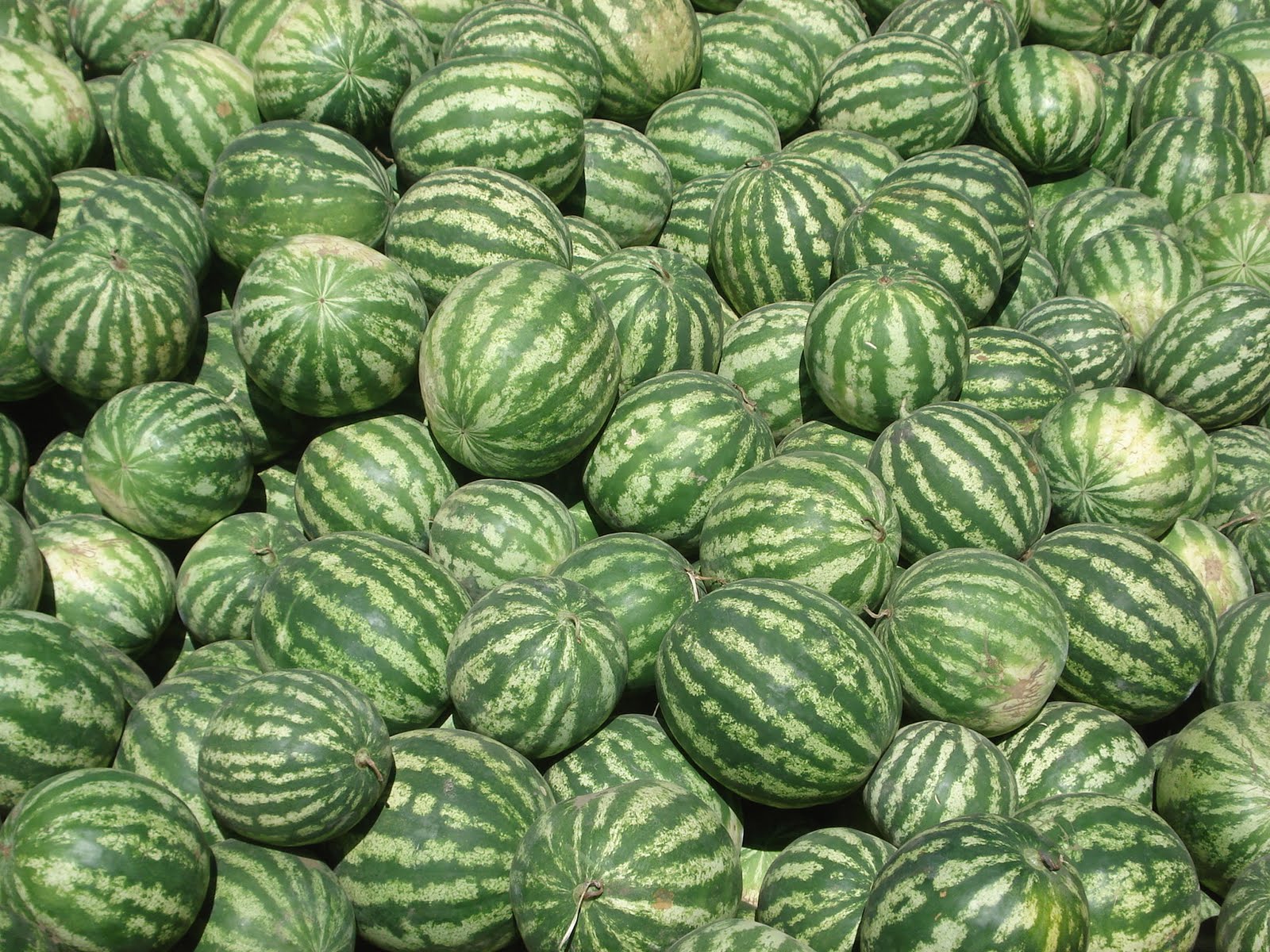 Images and photos of watermelons | Images of everything