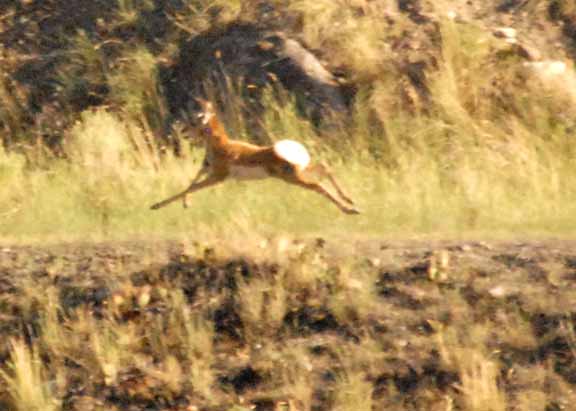 Shirl Ireland's Art Blog: A chase at our "Zoo"