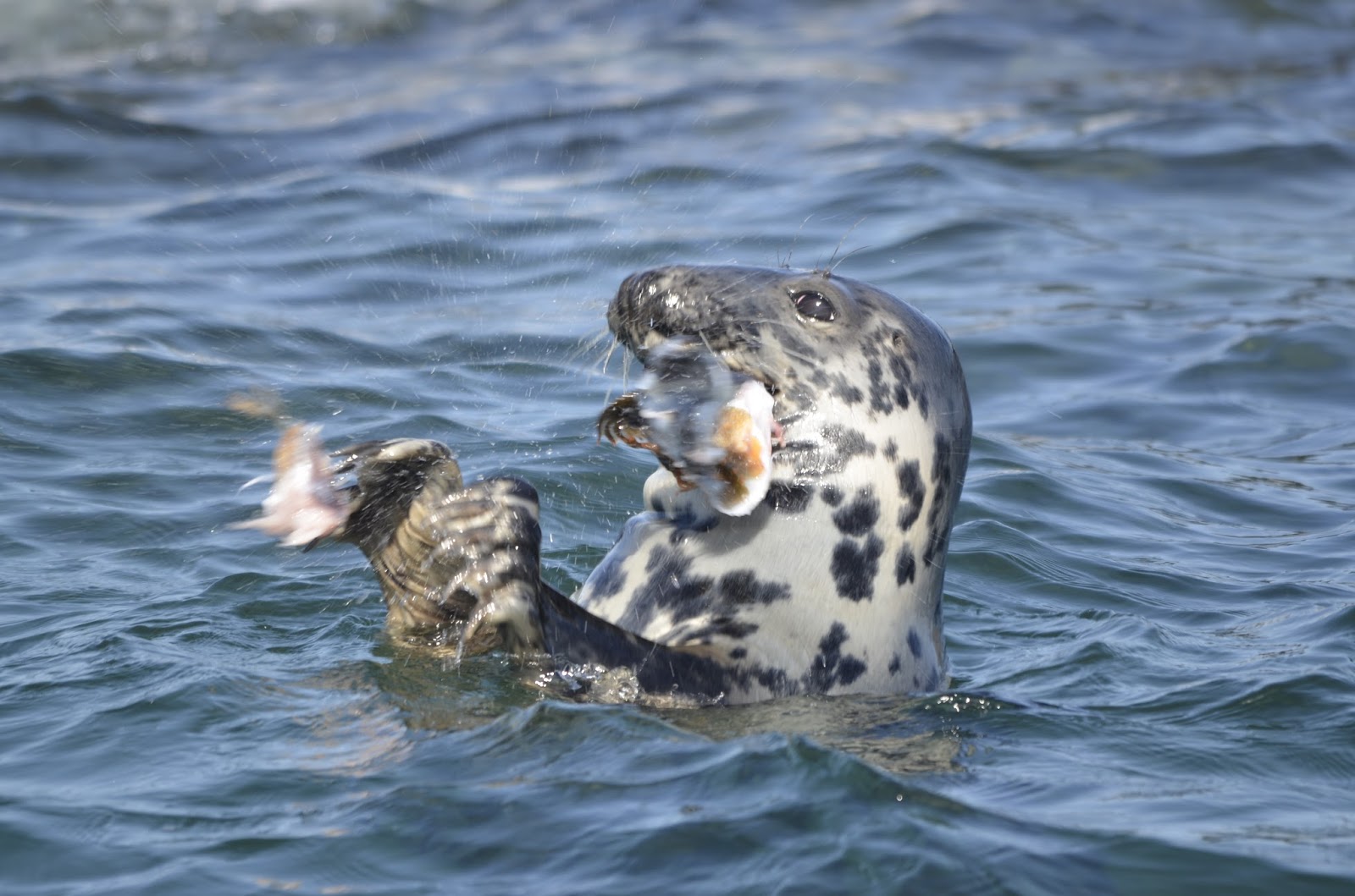 Hungry Seal - Serenity Farne Islands Boat Tours and Trips