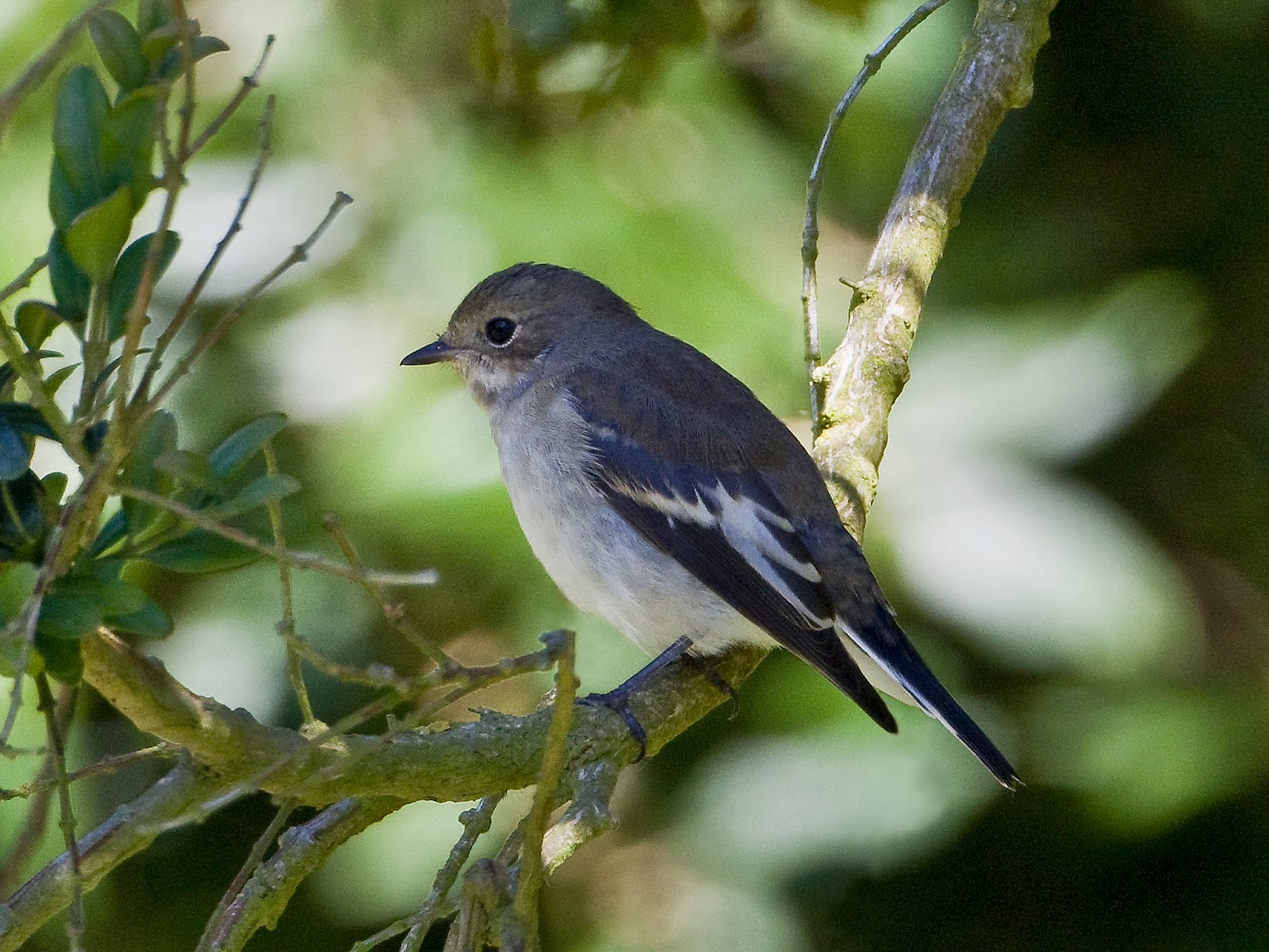 Martin's Sussex Birding Blog: Pied Flycatcher