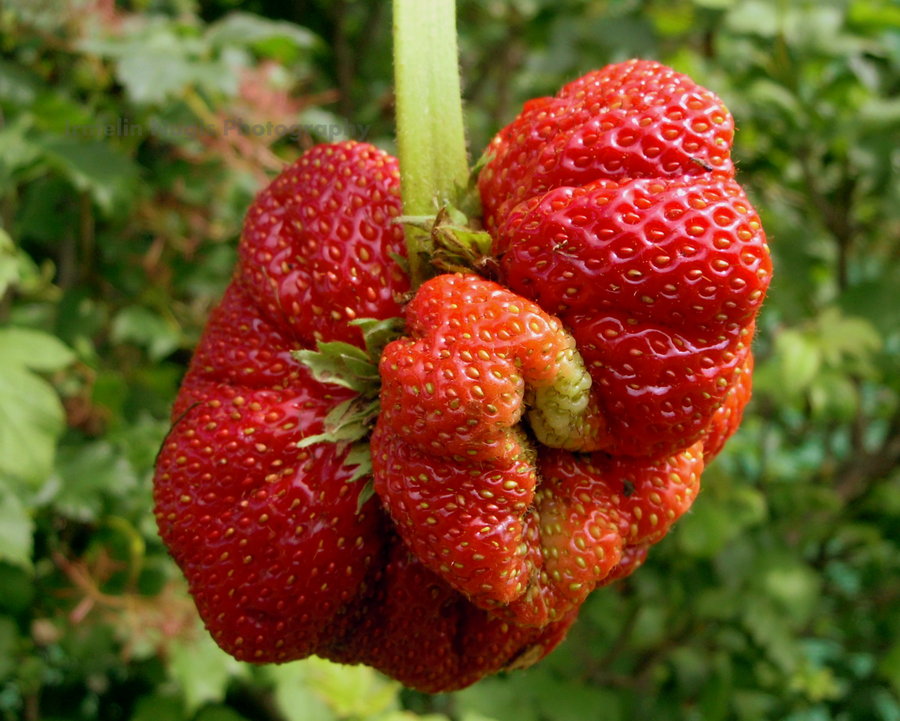 Deformutilation: Mutant Strawberries