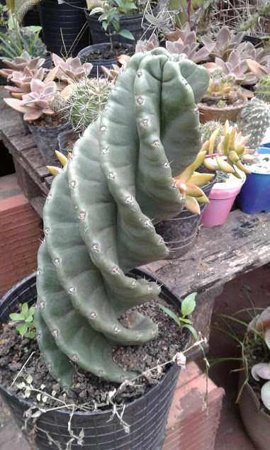 PLANTAS MORENAL: Cactus Espiral - Cereus Forbesii Spiralis - Espiralado