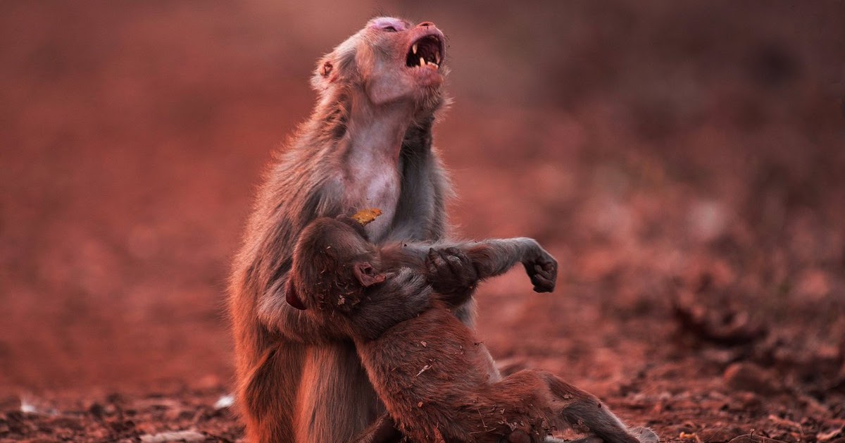 Must Read: Even Baboons And Monkeys Laugh At The Human Race