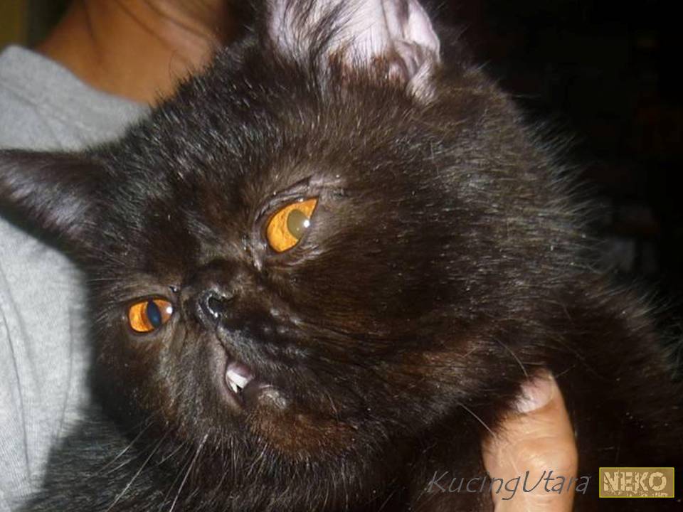 51 Inspirasi Baru Pengiraan Cat