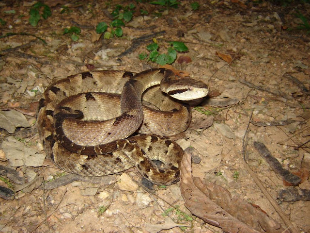 Ofidico: Bothrops Venezuelensis
