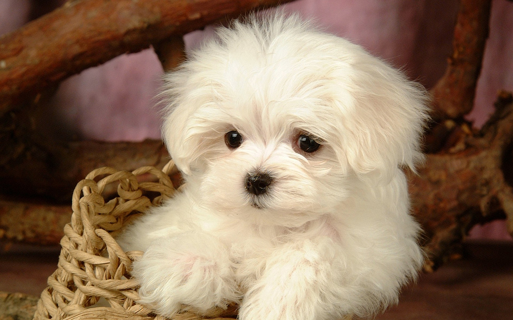 maltese cute puppy | cute puppy pictures | cute dogs pictures | cute ...