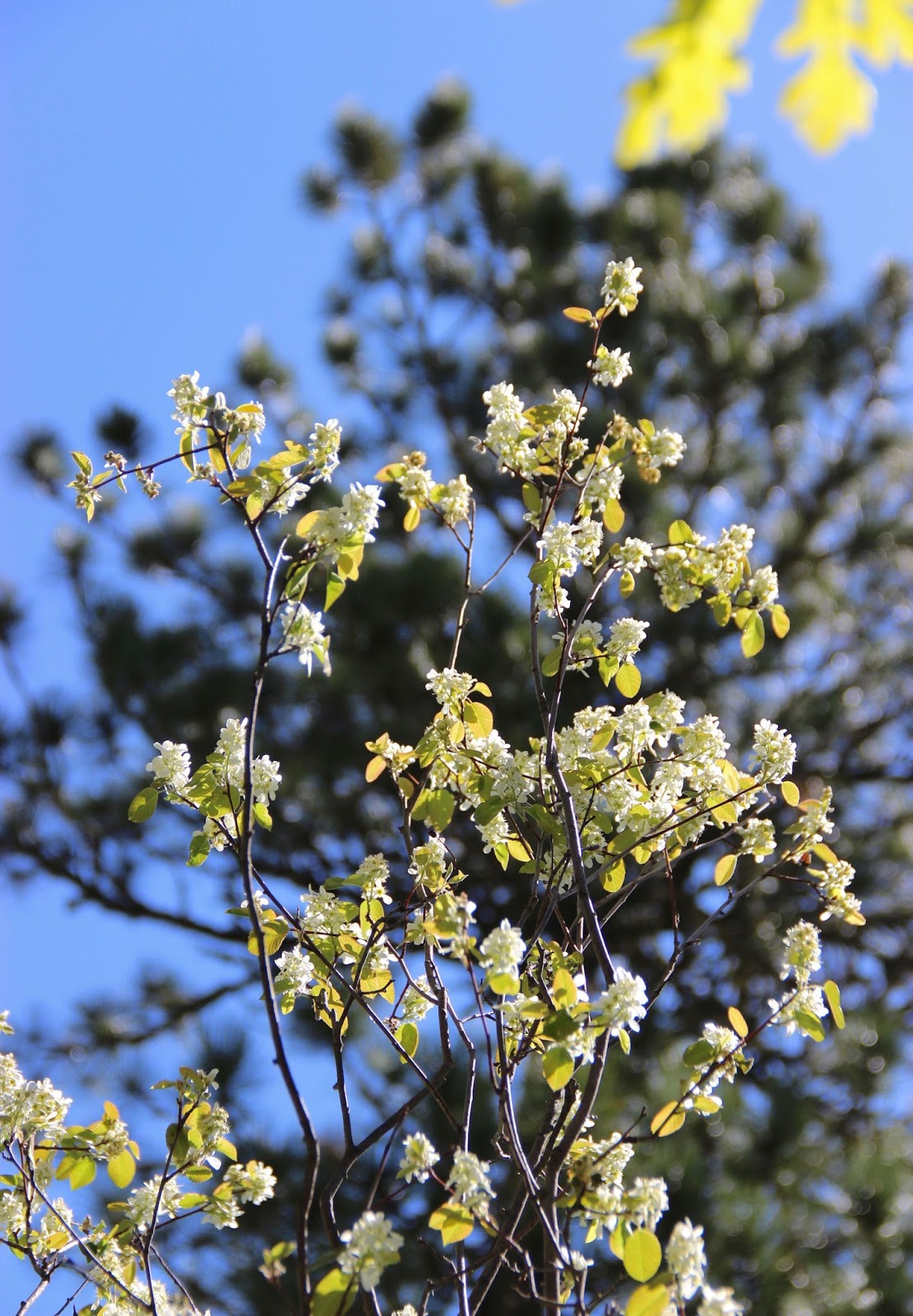 In the Company of Plants and Rocks: Juneberry Dreams