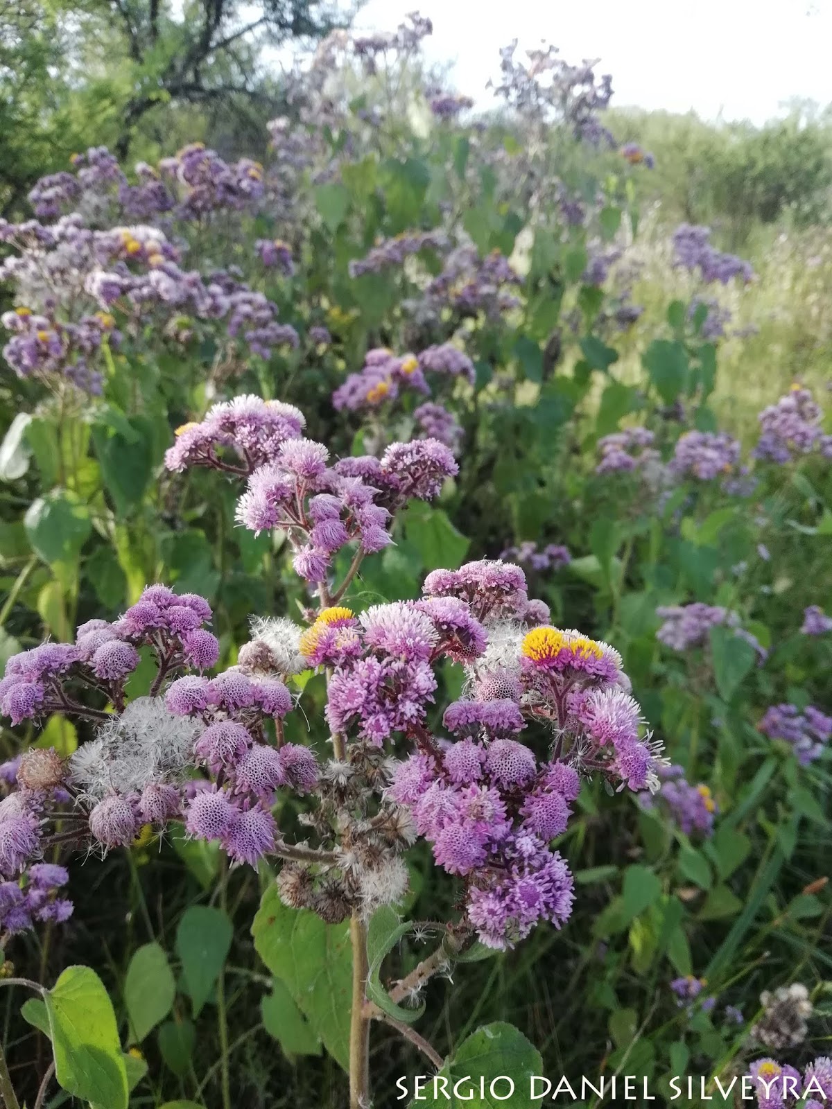 Flora Nativa de Entre Rios