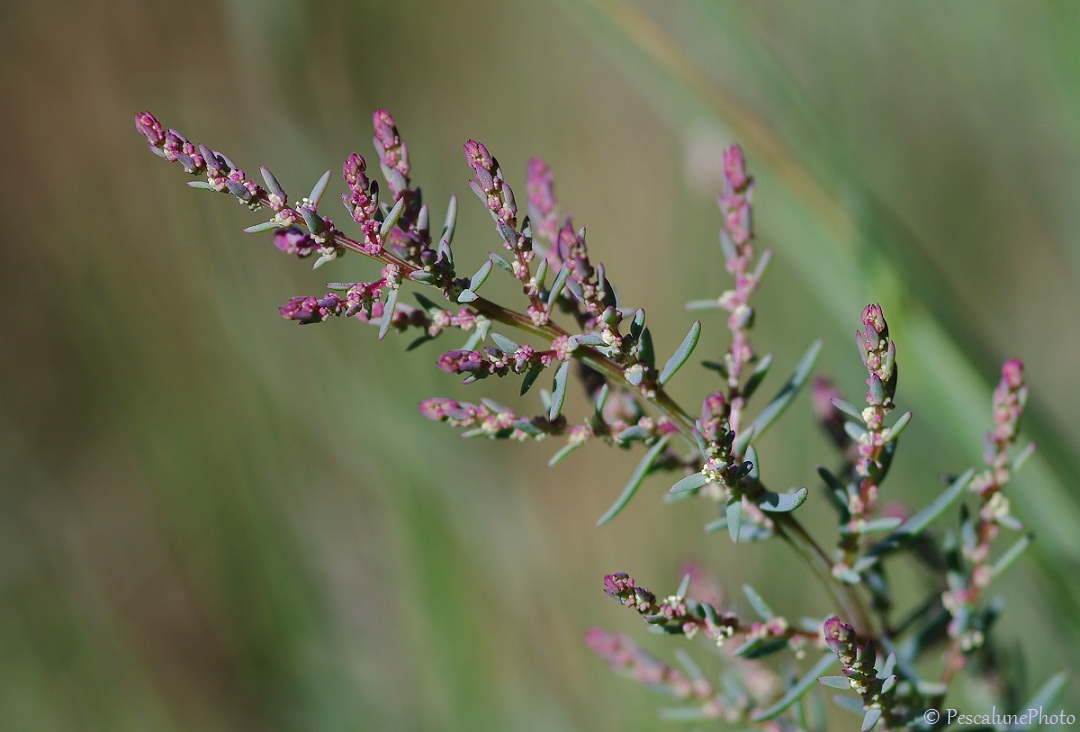Flore de Camargue: Suaeda vera, Soude ligneuse