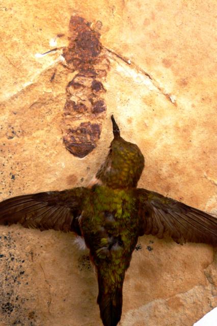 BioInteressante.!: Encontrado fóssil de uma formiga gigante