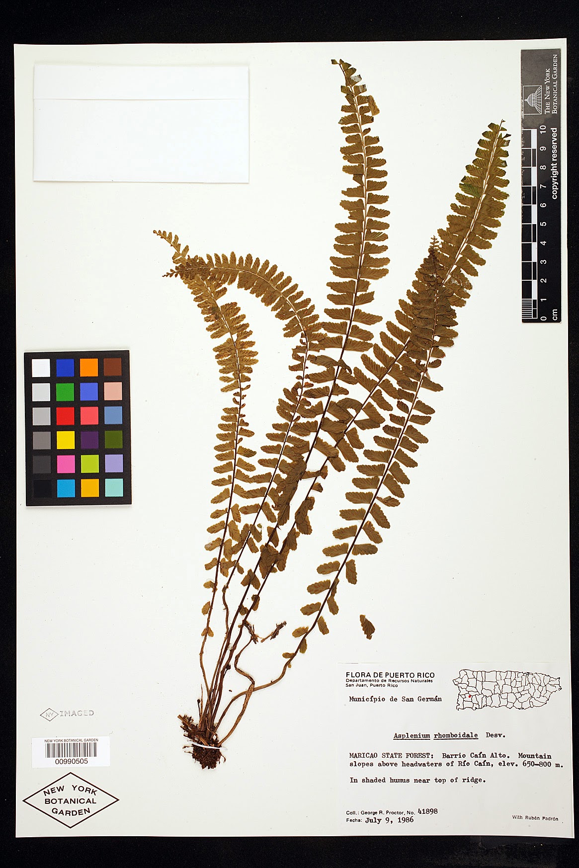 Flora de Puerto Rico Ilustrada Papo Vives: FERN-ASPLENIACEAE-ASPLENIUM ...