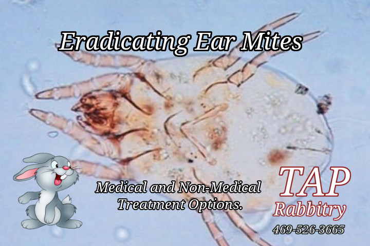 TAP Homestead And Rabbitry, Canton, TX (469)-526-3665: Ear Mites