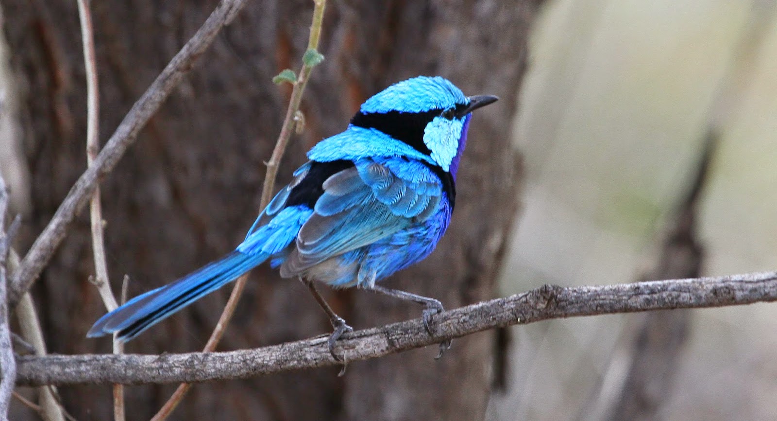 Richard Waring's Birds of Australia: Splendid Fairy-wren, Willie ...