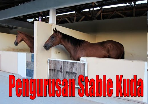 bukan doktor veterinar: Pengurusan kuda dilakukan di Stable
