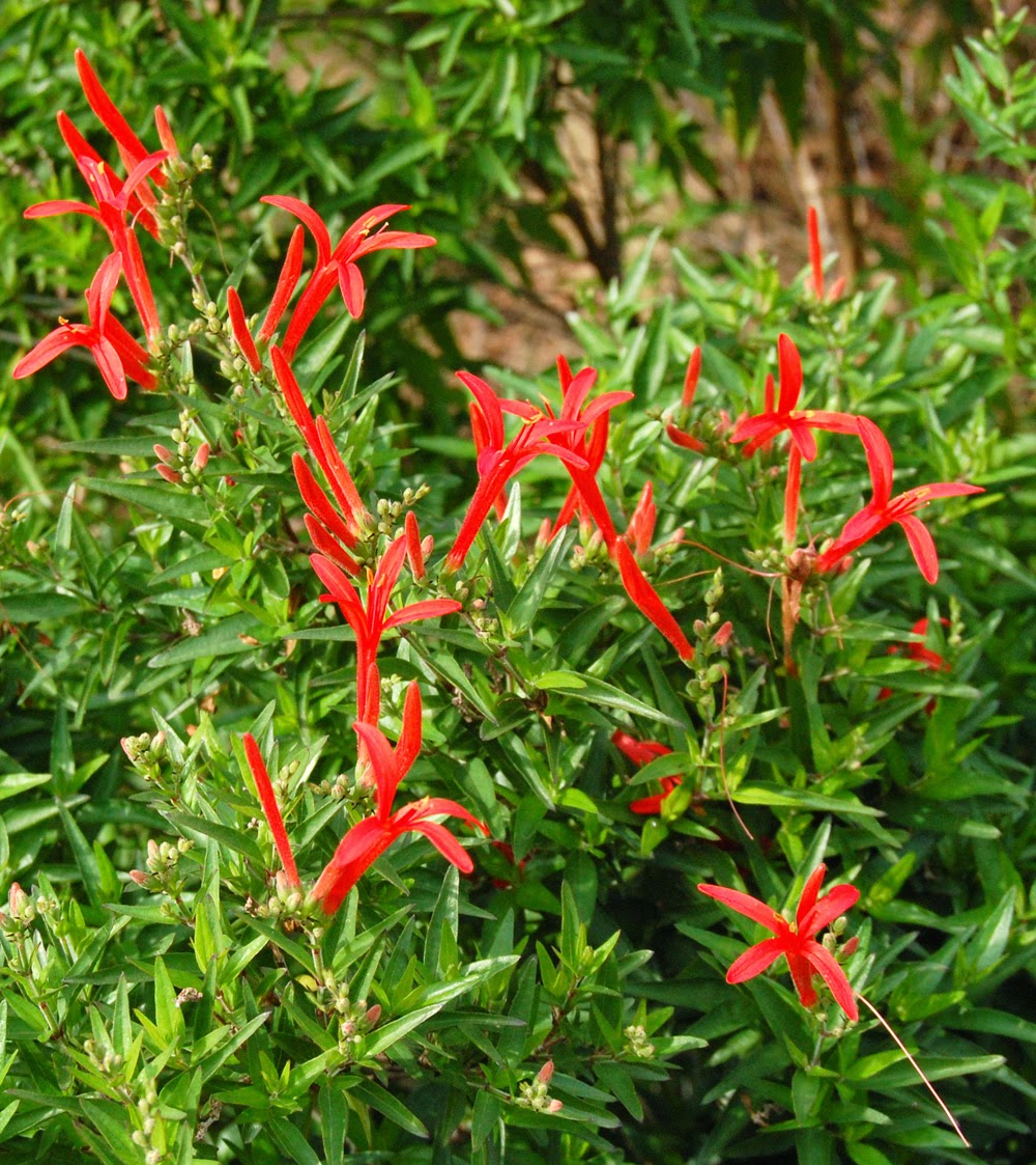 Eclectic Design Choices - Designs for Your Life: Summer Color ...