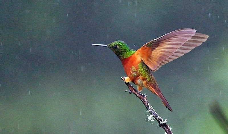 Birdernaturalist: Northern Peru Hummingbirds #2