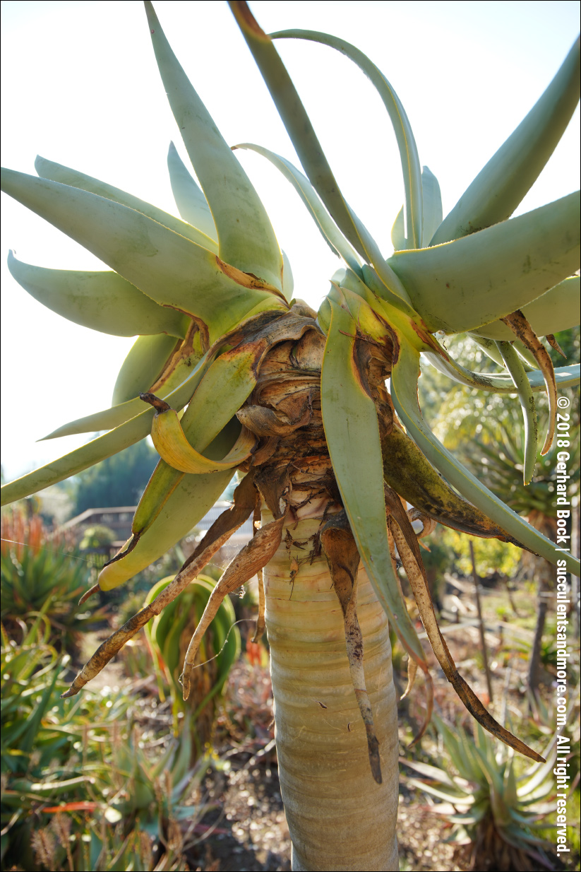 John Miller's Oakland aloe garden (Institute for Aloe Studies)