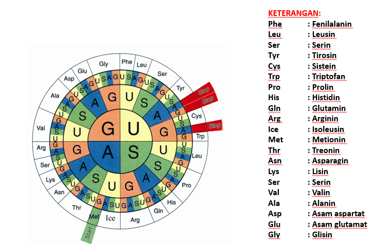 Pengertian DNA, RNA, Replikasi dan Sintesis Protein - Primalangga