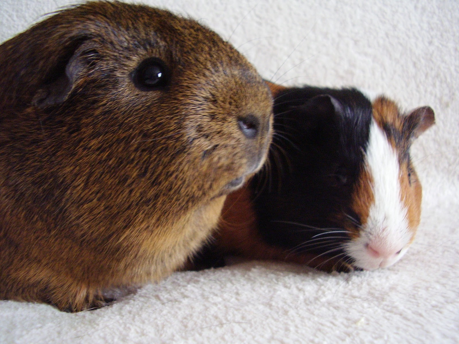 Glynneath Guinea Pig Rescue and Boarding 01639 721127 10am-4pm: Brindle ...