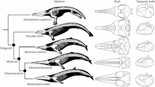 The Coastal Paleontologist: 2015 in review: Advances in marine mammal ...