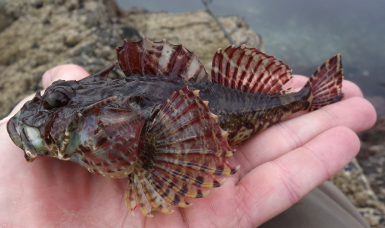 Mission Impossible : To catch 100 species of saltwater fish from ...