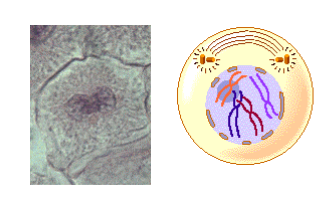Génesis Pinto. Biología Molecular y Celular