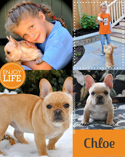 Let's Talk Frenchie ...: French Bulldog Poem