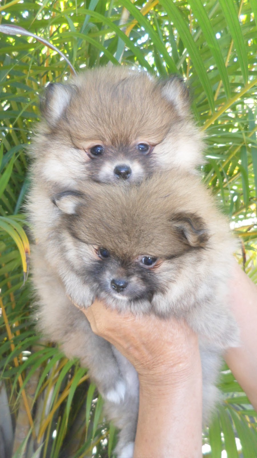 MARIA AMELIA VET: SPITZ ALEMAO URSINHOS. SUPER PELUDOS