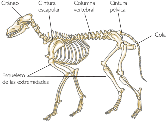 vertebrados - Mind Map
