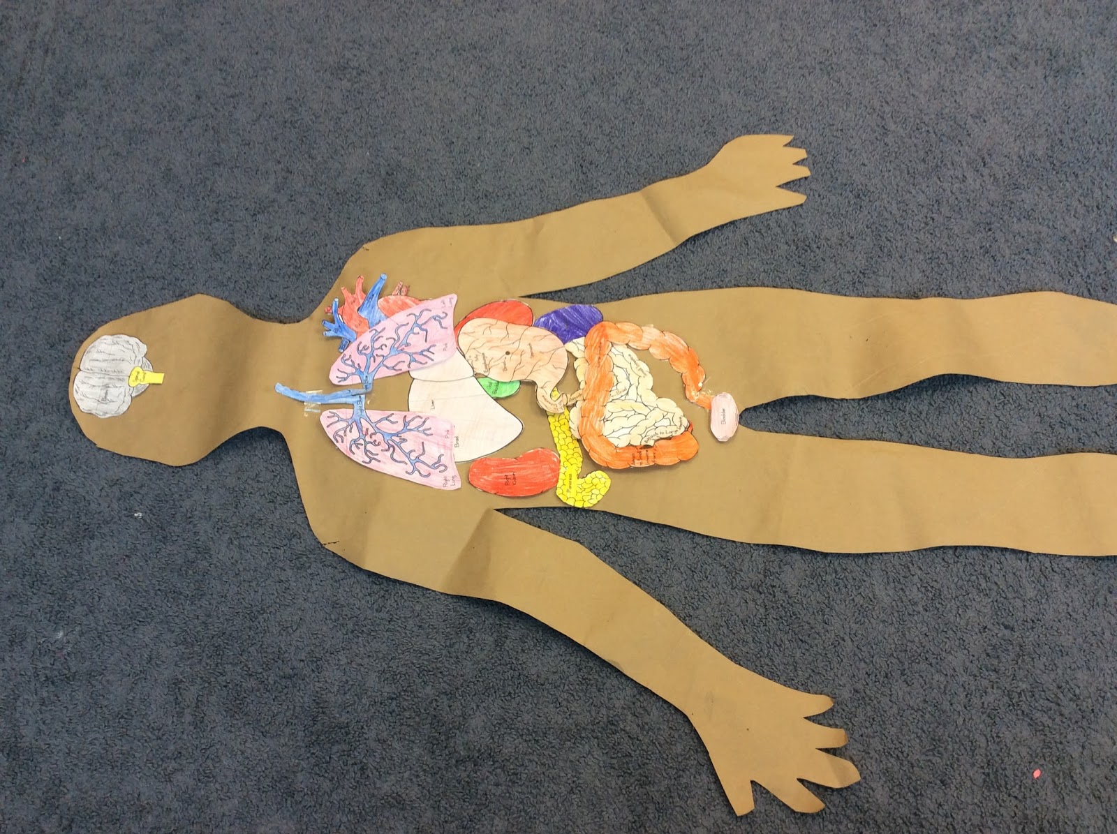 Ms Rashid: Human Organ Systems - Lesson #2