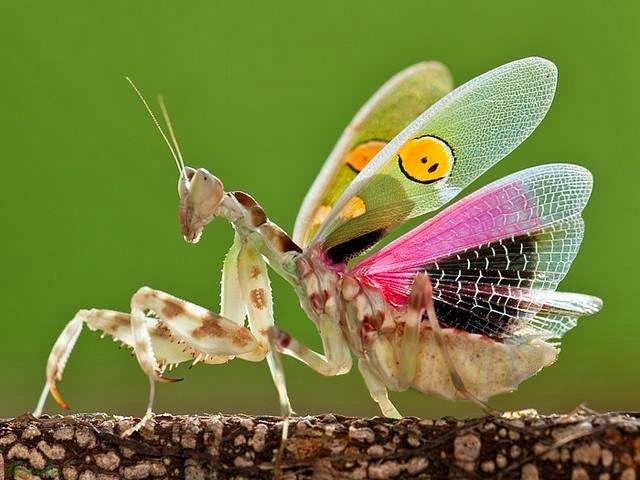 Biologia-Vida: Louva-a-deus-flor / Indian flower mantis (Creobroter ...