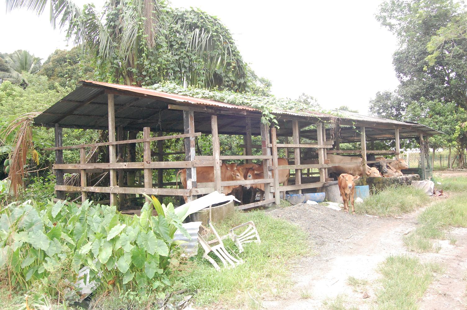 Aktiviti Penternakan Di Kampung