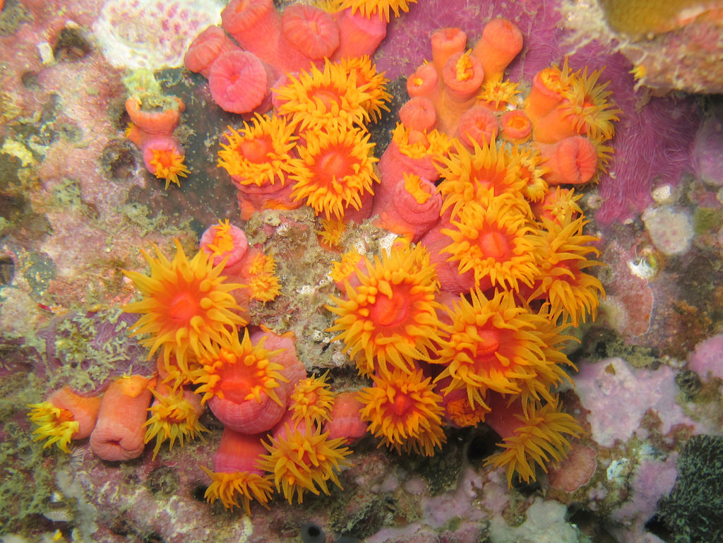 Natureza e Vida: CORAL-SOL (TUBASTRAEA COCCINEA)