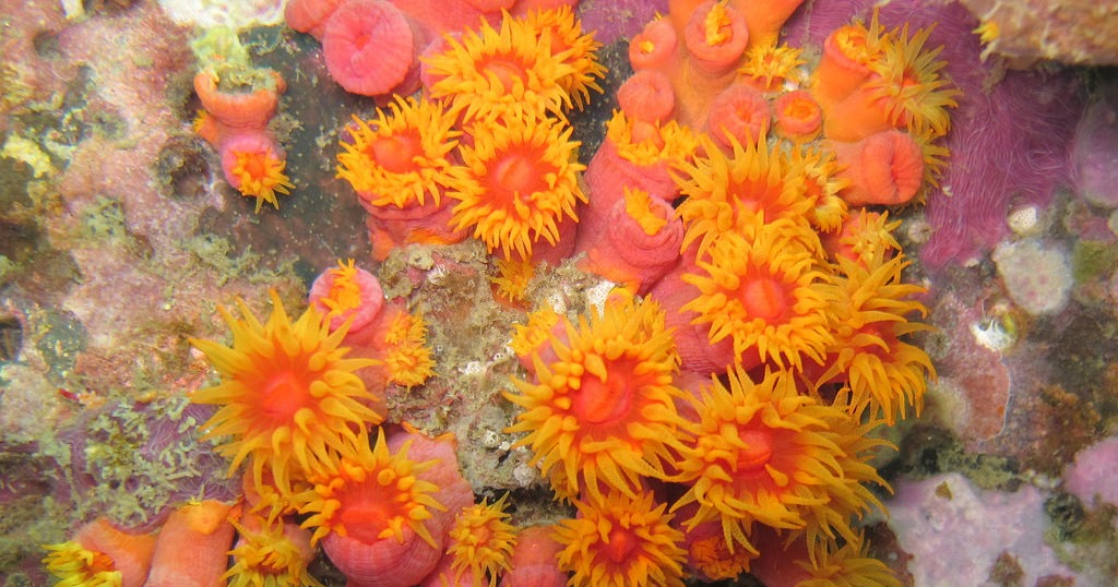 Natureza e Vida: CORAL-SOL (TUBASTRAEA COCCINEA)